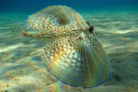 Flying Fish Facts Gliders Of The Sea Animals Discovered