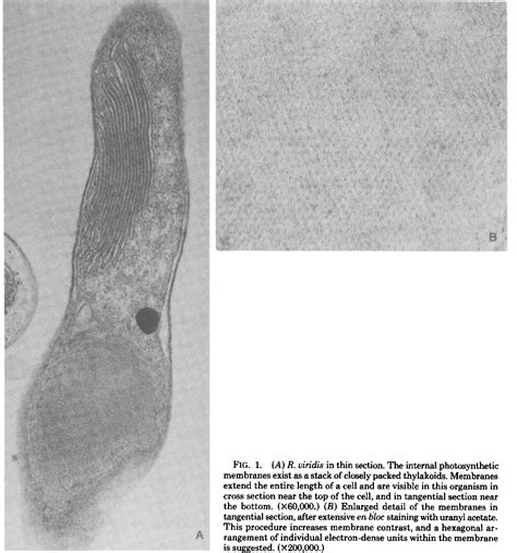 Figure 1 From Structure Of A Bacterial Photosynthetic Membrane