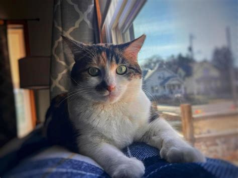 Ruby In Her Favorite Sun Spot R Calicokittys