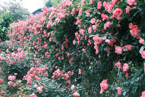 月季花墙图片爬墙月季花墙图片大山谷图库