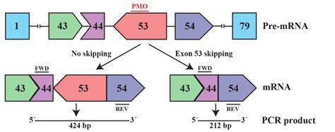 Video Characterizing Exon Skipping Efficiency In DMD Patient Samples In Clinical Trials Of