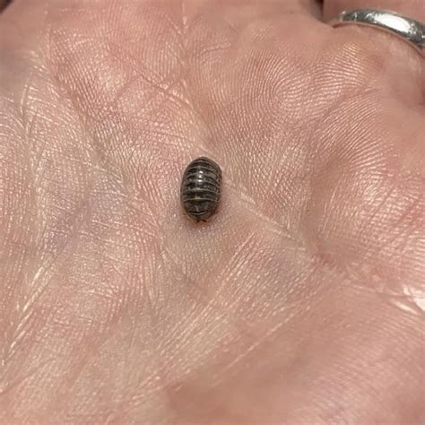 Are Roly Poly Isopods Safe For Ball Pythons Rballpython