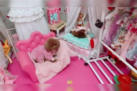 家里四个床不睡非要跟主人挤在一起你家狗也这样吗 主人