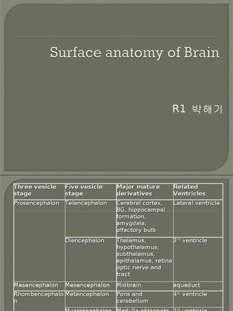 PDF Surface Anatomy Of Brain DOKUMEN TIPS