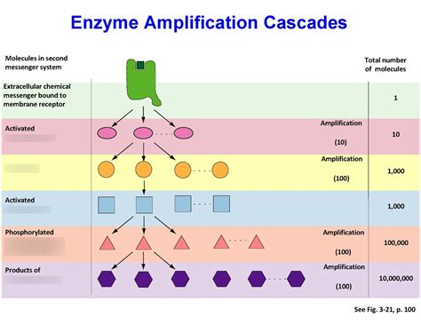 Enzyme Amplification Cascades Diagram Quizlet