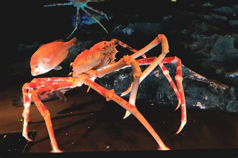 サンシャイン水族館 on Twitter 12月19日 火 15時現在水族館特別展ともに待ち時間なくご入場いただけますご来館お待ち