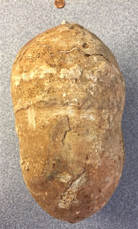 Chert Nodules Questions Answers The Fossil Forum