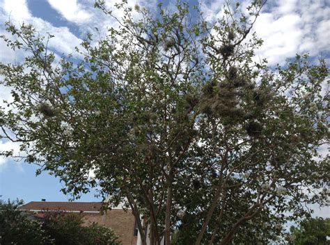 What Is Ball Moss Doing To Your Tree