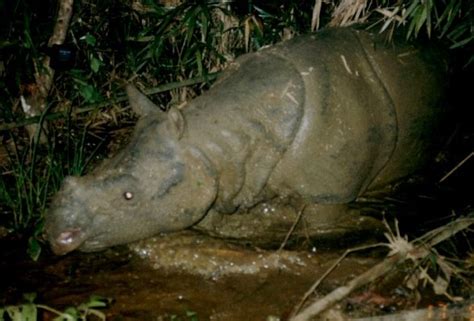 Comment Extinction Of Vietnam Rhinoceros And Implications For Malaysia — Borneo Rhino Alliance
