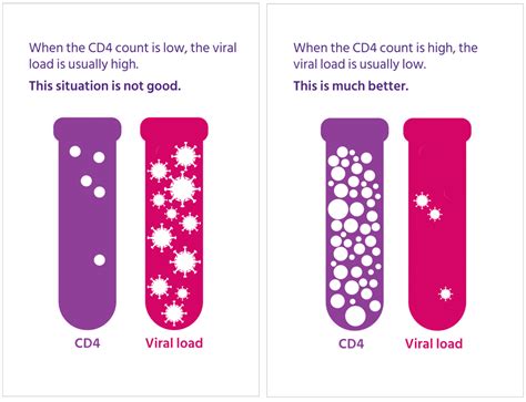 Hiv By The Numbers An Introduction To Cd4 Count And Viral Load Curious Chaser