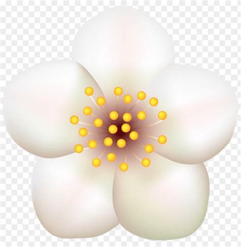 PNG Image Of Spring Blooming Tree Flower Transparent With A Clear Background Image ID 47264