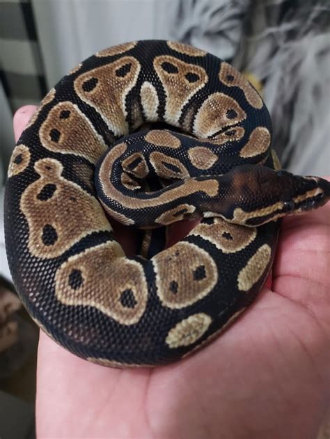 Any Idea What Morph My Girl Is Rballpythonmorph