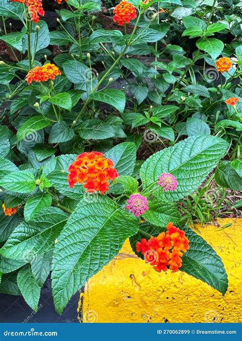 Plant Lantana Stock Image Image Of Pattern Flowers 270062899