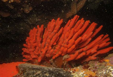 Red Tree Sponge Care