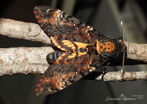 Acherontia Atropos