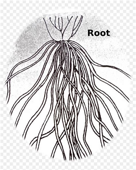 Diagram Of Fibrous Root