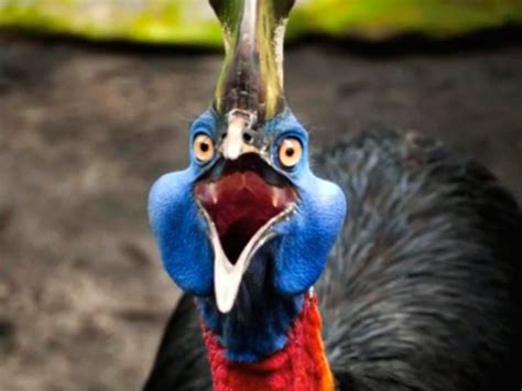 Solved Maven Plugin Error Cisco Community