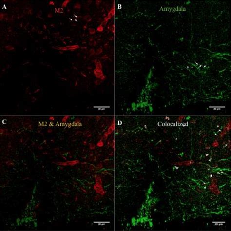 Figure 1 From Cholinergic Modulation Of Excitatory Synapses Of The Acc