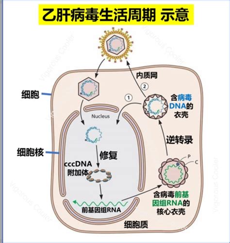 肝硬化脾大怎麽治疗好 肝硬化治疗 文章中心 战胜乙肝网
