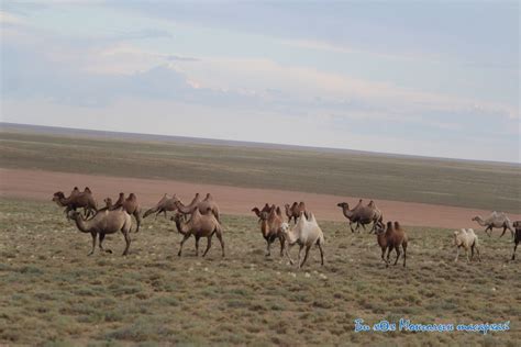 Тэмээ тэнгэрийн амьтан Дорноговь аймаг Айраг сум Flickr