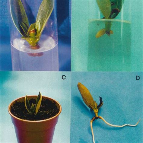 Micropropagation Avicennia Marina By Node Culture A Nodal Explant