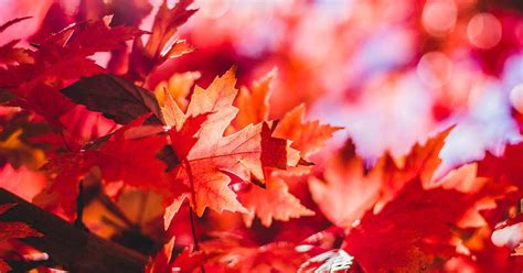 10 Trees With Red Fall Leaves The Garden Magazine