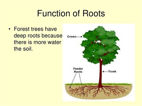 Ppt Functions Of Plants Roots Powerpoint Presentation Free Download Id 553346