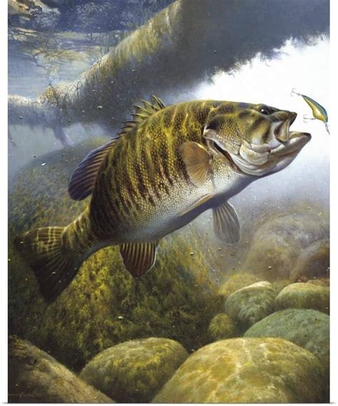 Smallmouth Bass Wallpaper