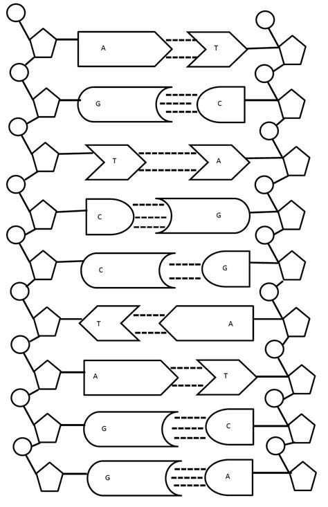 Dna Activity Worksheets