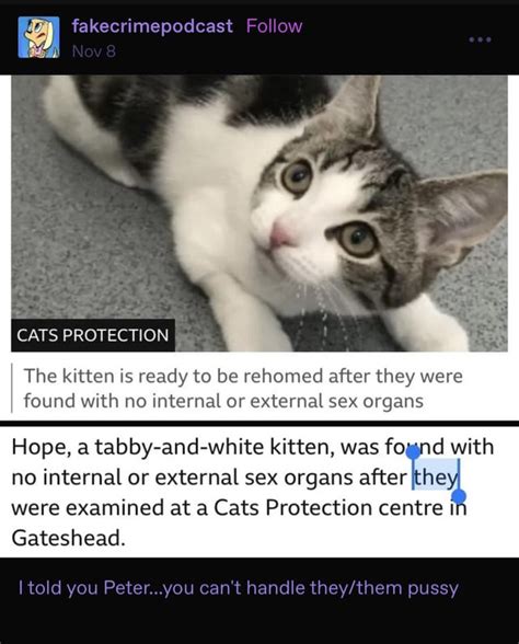 Nonbinary Cat Rtumblr