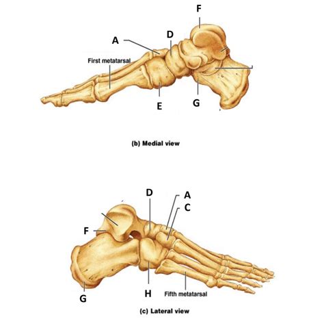 Foot Medial And Lateral Diagram Quizlet