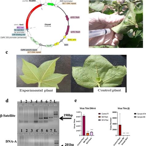 Amplicon Sequencing Analysis Of Genome Edited Plant M9 After Infectious Download Scientific