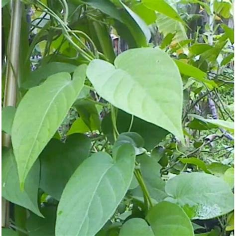 Jual Daun Sembukan Segar 1 Kg Daun Kentut Daun Entut Entutan Shopee Indonesia