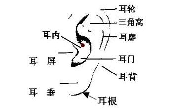 耳背痣有福气图 耳背痣 第7页 大山谷图库
