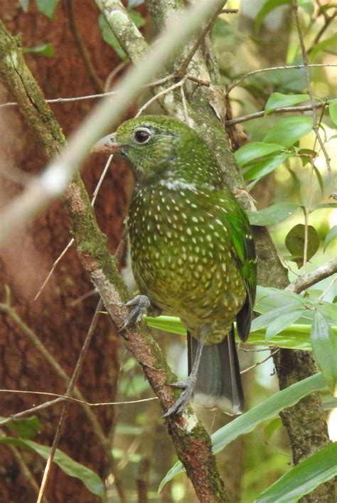 Green Catbird Nyarima