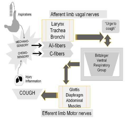 Types Of Cough Reflex The Pattern Of The Cough Reflex Depends On The