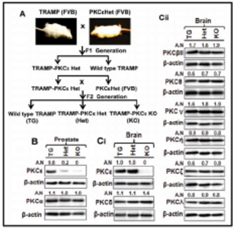Generation And Characterization Of Pkc ε Deleted Tramp Mice Download Scientific Diagram