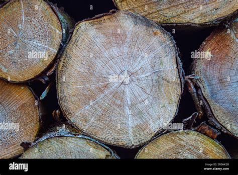 Trees Chopped Down And Stacked Stock Photo Alamy