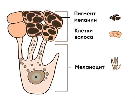 Если вырвать седой волос вместо него вырастут два Купрум Дзен
