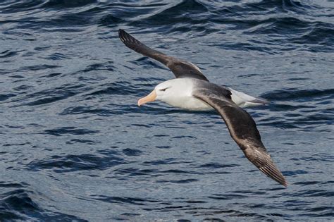 70 Free Albatross And Nature Images Pixabay