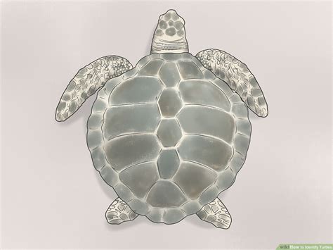 Green Sea Turtle Shell Drawing Green Sea Turtle Shell Drawing