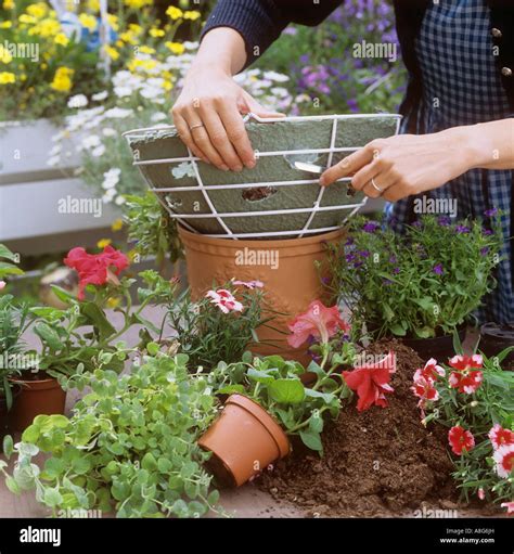 Building A Hanging Basket Stock Photo Alamy