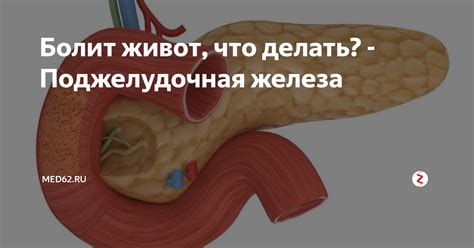 Болит живот что делать Поджелудочная железа Дзен
