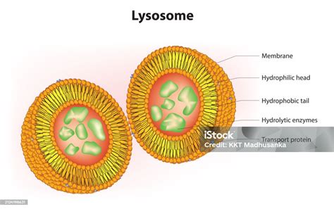 Lysosome Stock Illustration Download Image Now Anatomy Biology Blue Istock