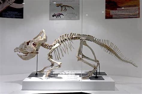 ХУУЛЬ БУСААР АРХЕОЛОГИ ПАЛЕОНТОЛОГИЙН ХАЙГУУЛ ХИЙЖ БОРЛУУЛАХ ГЭЖ БАЙСАН ЭТГЭЭДҮҮДИЙГ ИЛРҮҮЛЖЭЭ