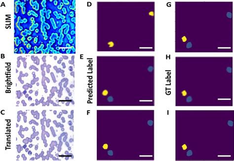 semantic segmentation results a example slim input b example