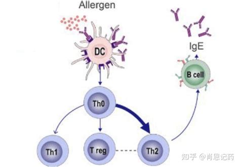 如何记住所有fda批准生物药？ Ige 拮抗剂 茁乐®奥马珠单抗omalizumab 哮喘、荨麻疹生物药 知乎