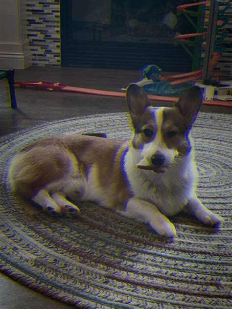 My Dog Scp Oc Scp Foundation Amino