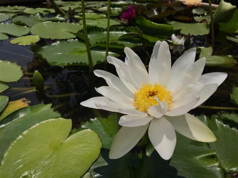 เรื่อง หลวงปู่มั่น เกิดมาพร้อมลักษณะแห่งสัตบุรุษ “หลวงปู่มั่น” เกิดมาพร้อม “บุคลิก