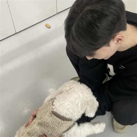 Cifar 10 Classification